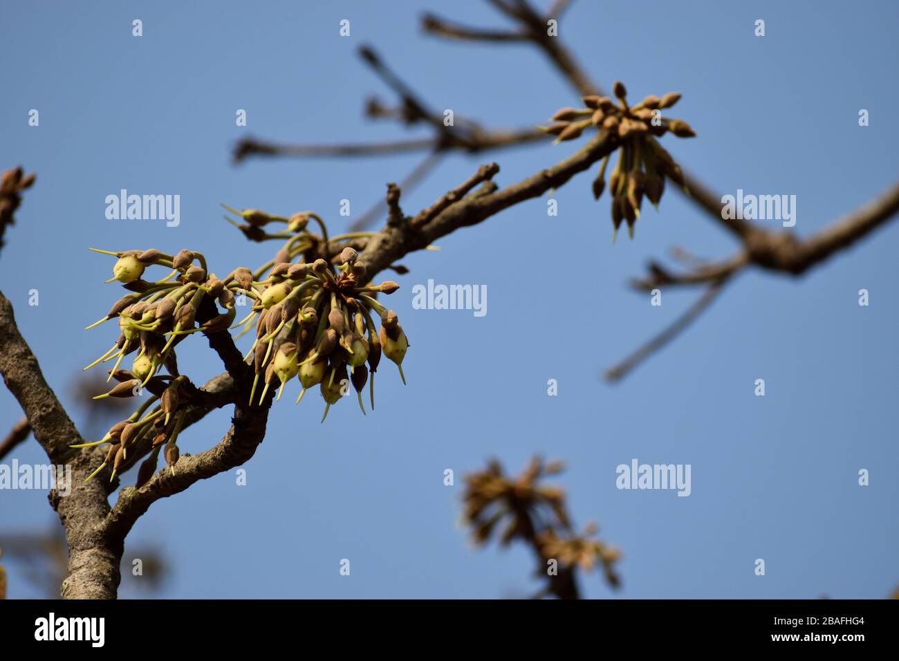 Mahua Tree Stock Photos & Mahua Tree Stock Images - Alamy