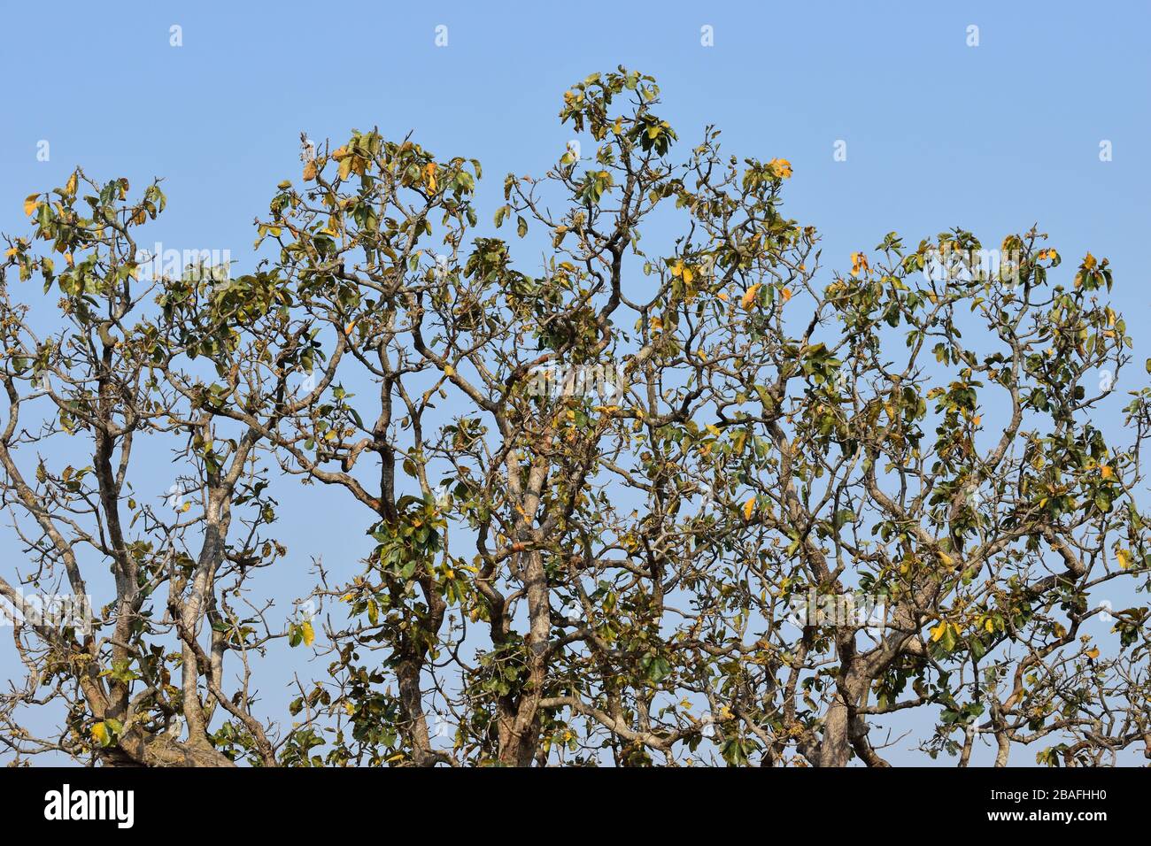 mahua tree under the forest in india Stock Photo - Alamy