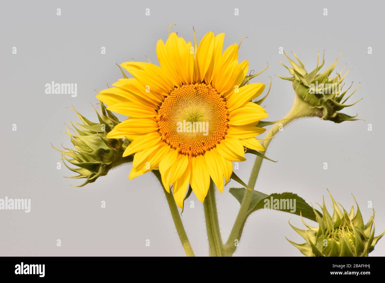 Only sunflower hi-res stock photography and images - Alamy