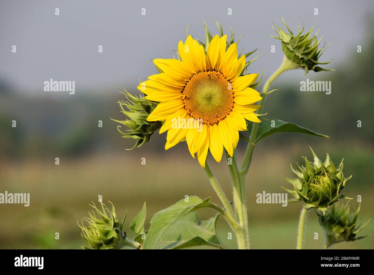 sunflower farming on out door india Stock Photo - Alamy