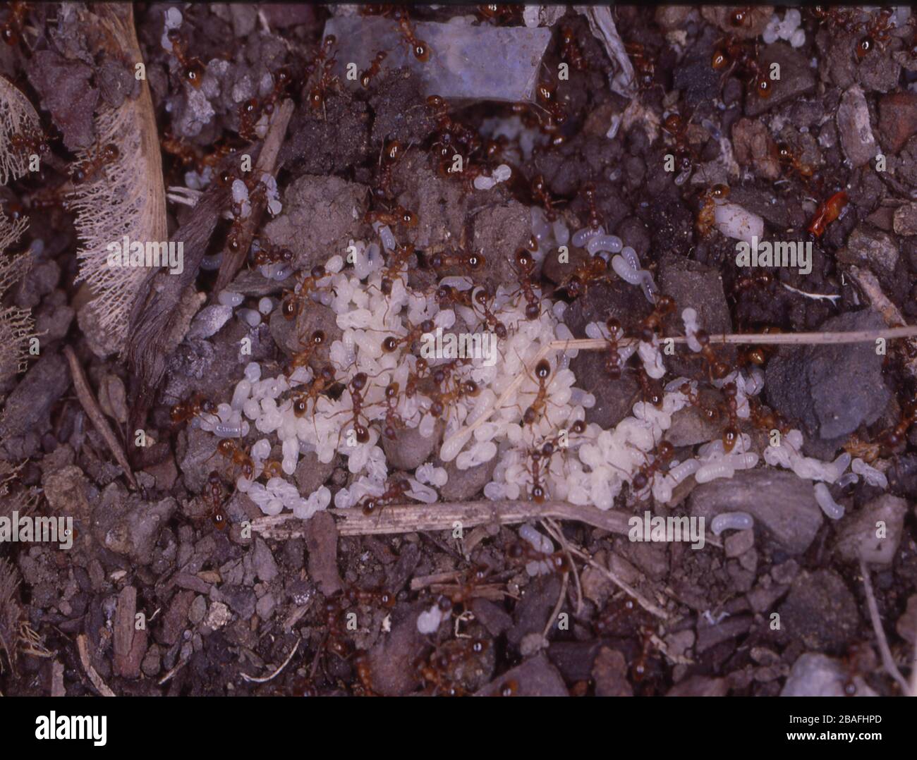Ants in brood care Stock Photo - Alamy