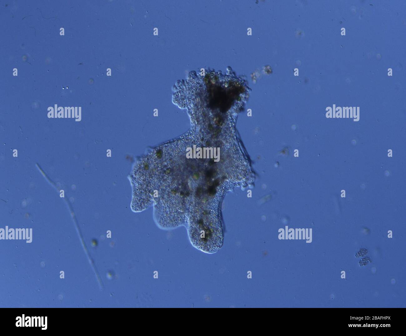 Amoeba pseudopodia hi-res stock photography and images - Alamy