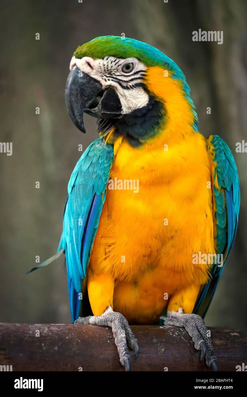 Blue and Gold Macaw and Yellow Macawa in Parrot in a Park in Cartagena ...
