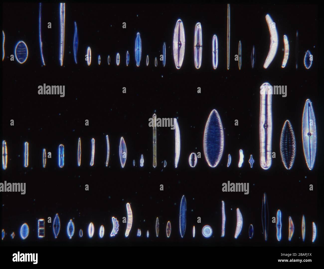 Diatoms microscope hi-res stock photography and images - Alamy