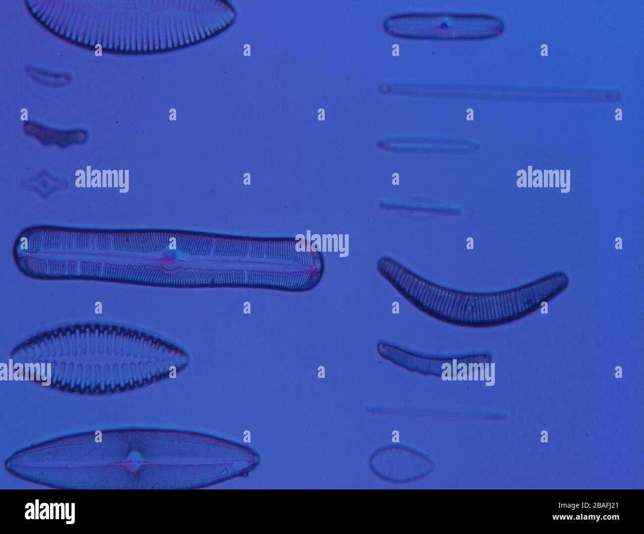 Plankton sea microscope hi-res stock photography and images - Alamy