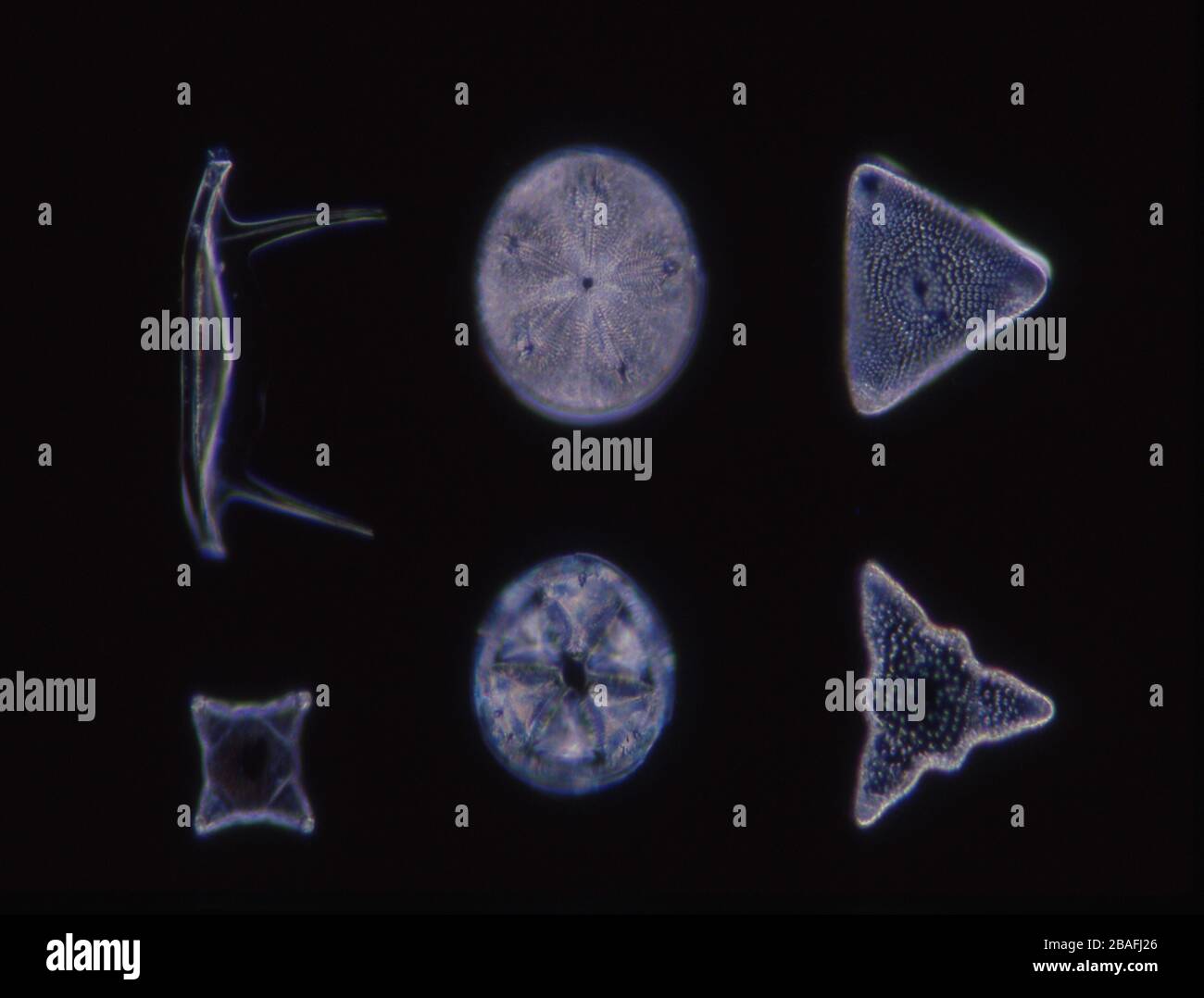 Diatoms from the sea under the microscope 100x Stock Photo - Alamy