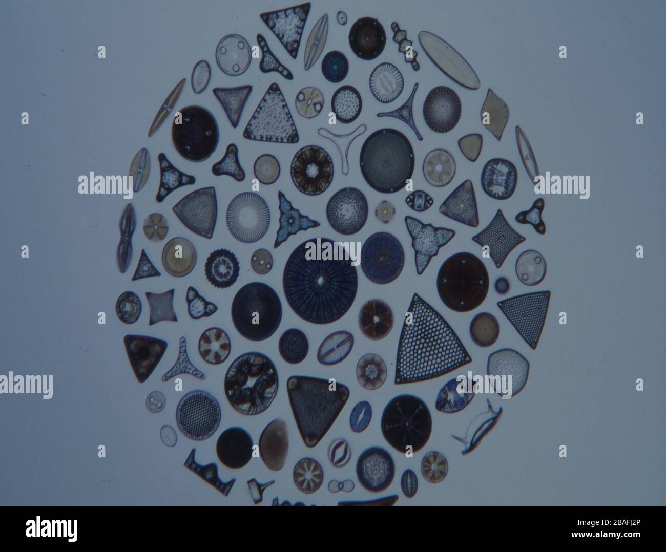 Diatoms from the sea under the microscope 100x Stock Photo - Alamy