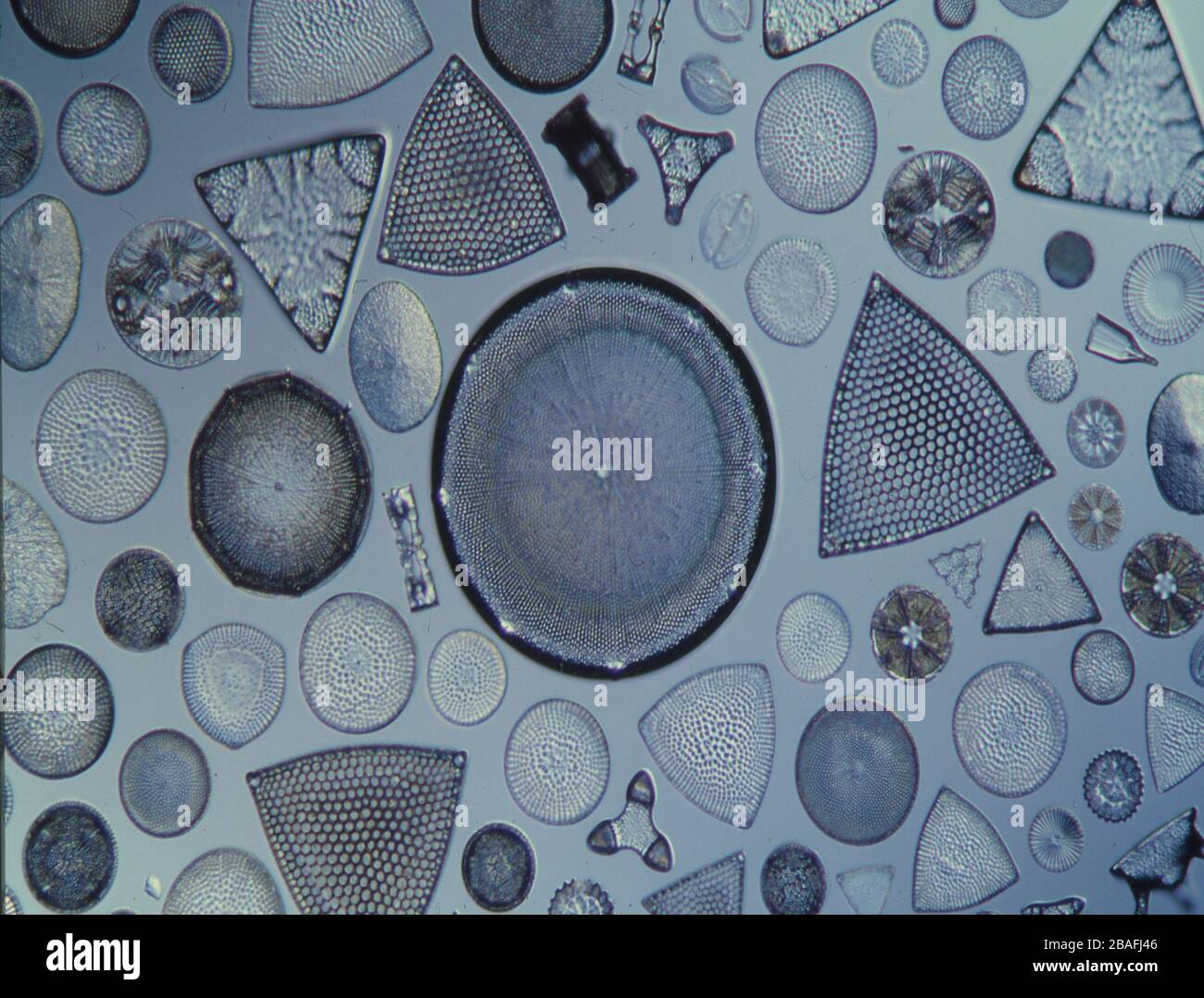 Diatoms from the sea under the microscope 100x Stock Photo - Alamy