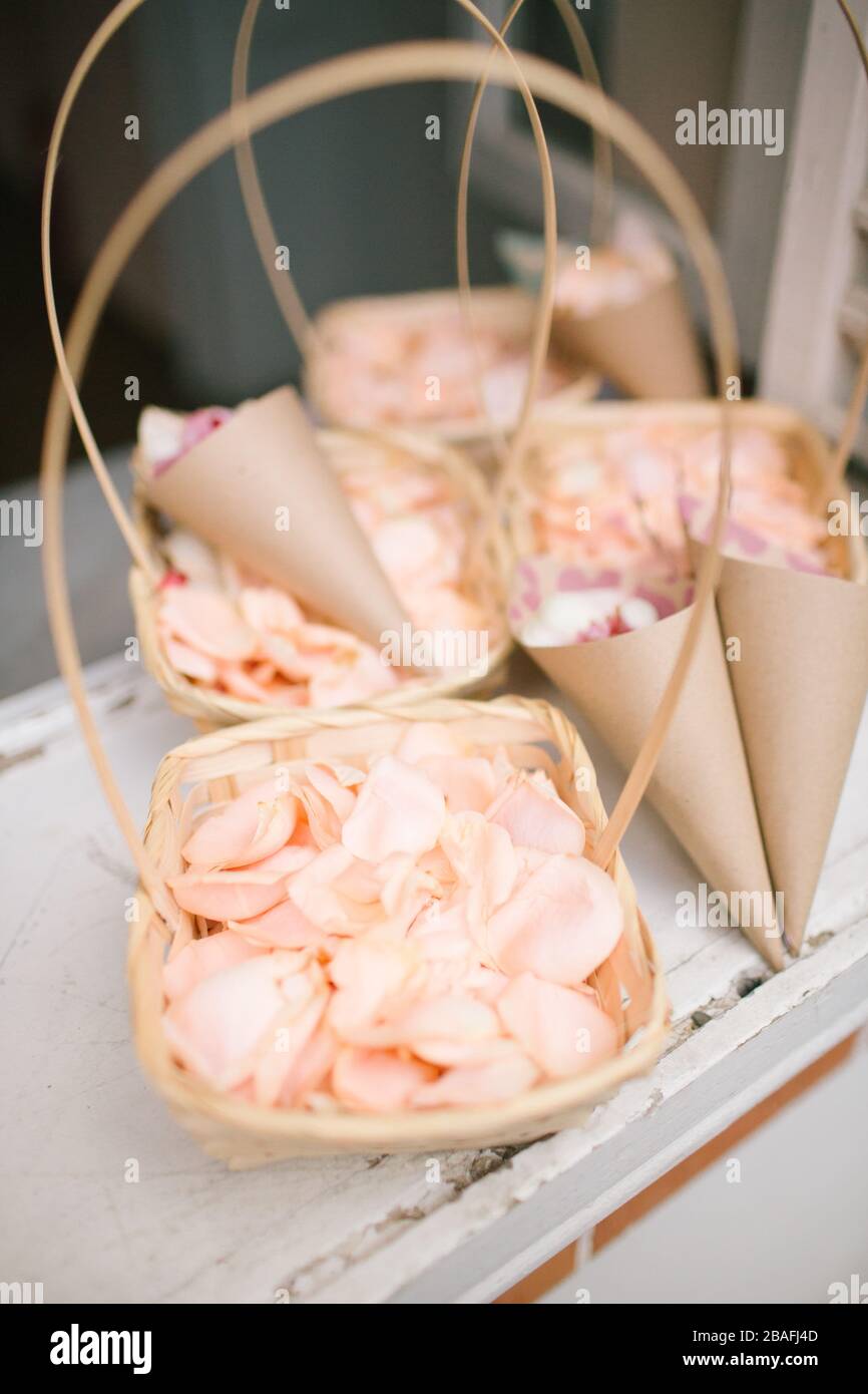 Rose petals for wedding ceremony. Wedding day and wedding preparations ...