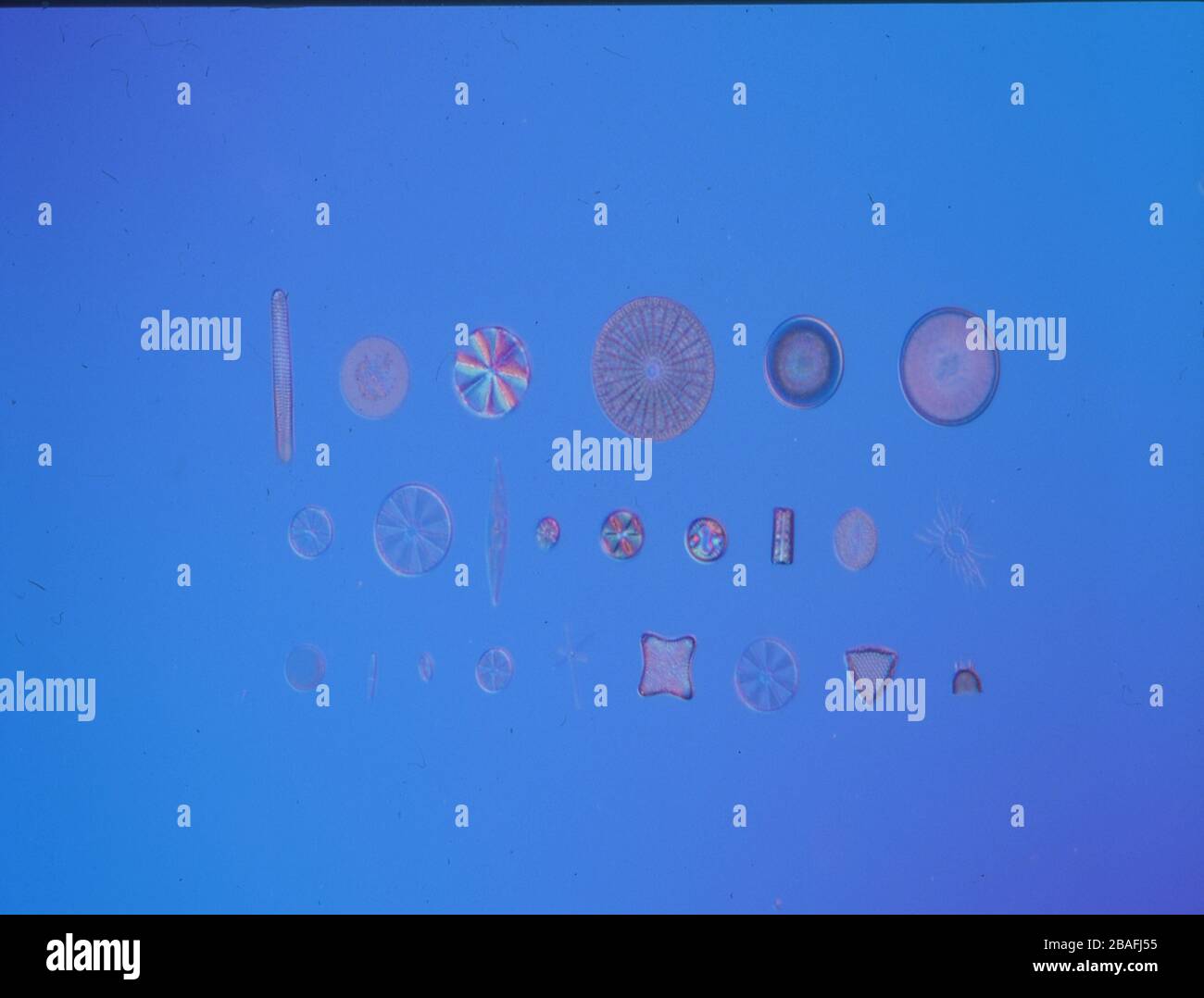 Diatoms from the sea under the microscope 100x Stock Photo - Alamy