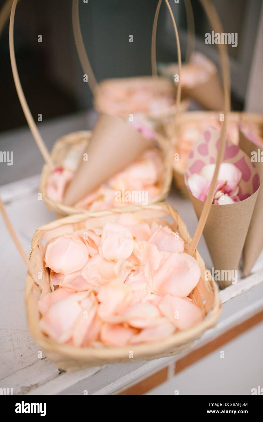 Rose petals for wedding ceremony. Wedding day and wedding preparations ...