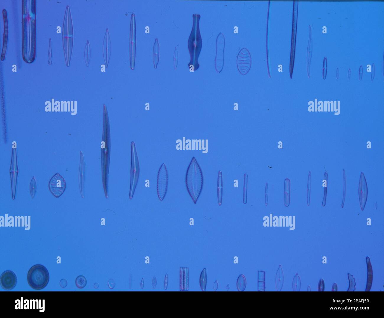 Diatoms from the sea under the microscope 100x Stock Photo - Alamy