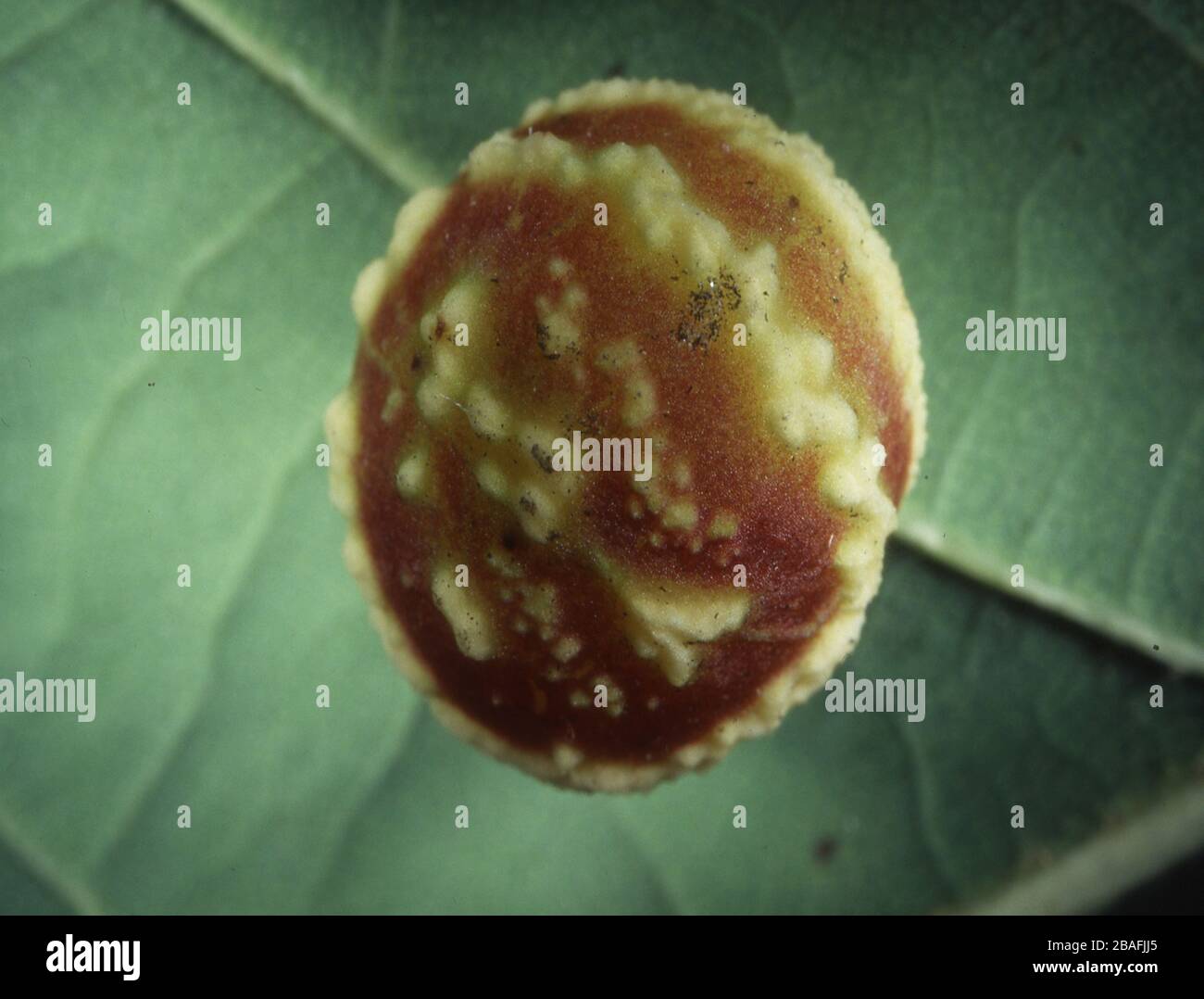 Oak gall apple with insect larvae Stock Photo - Alamy