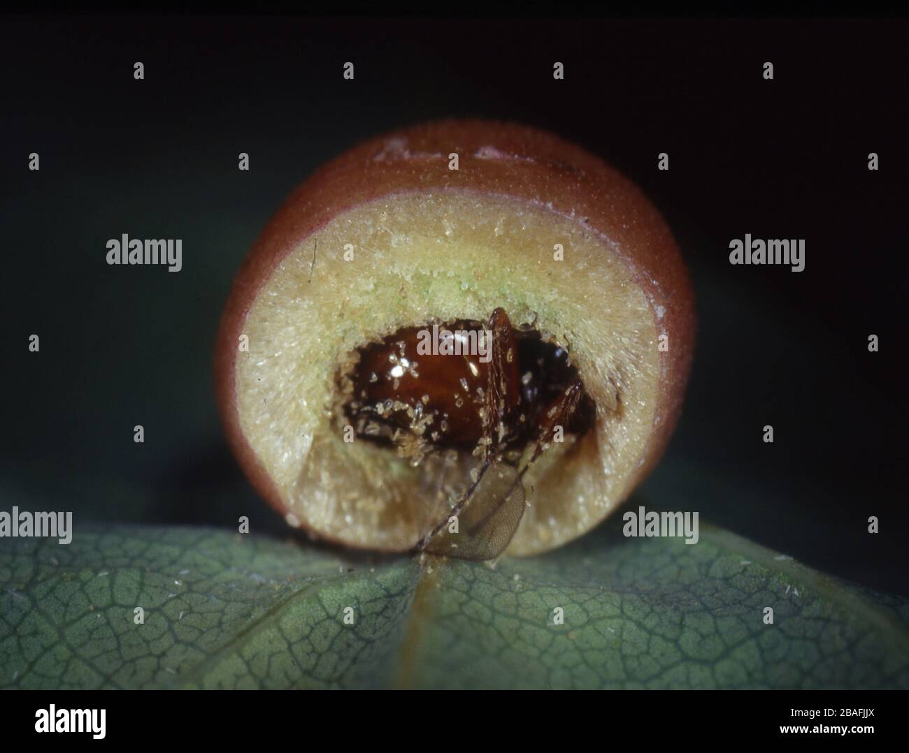 Oak gall apple with insect larvae Stock Photo - Alamy