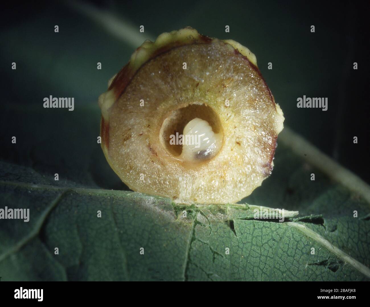 Gall oaks gall apple hi-res stock photography and images - Alamy