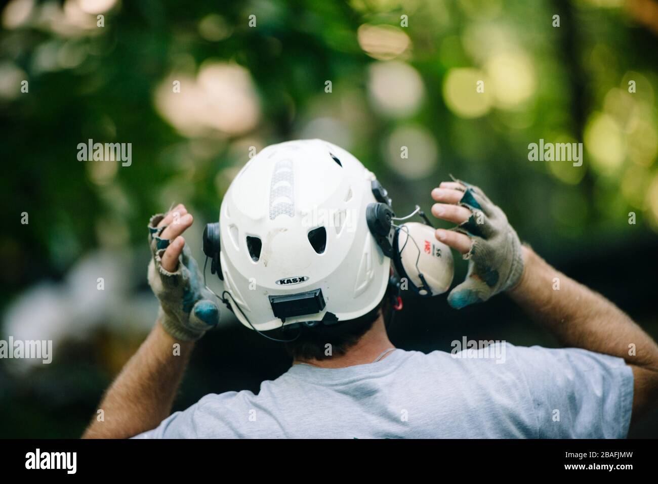 arborist in the woods with helmet and gloves reaching for his hearing ...
