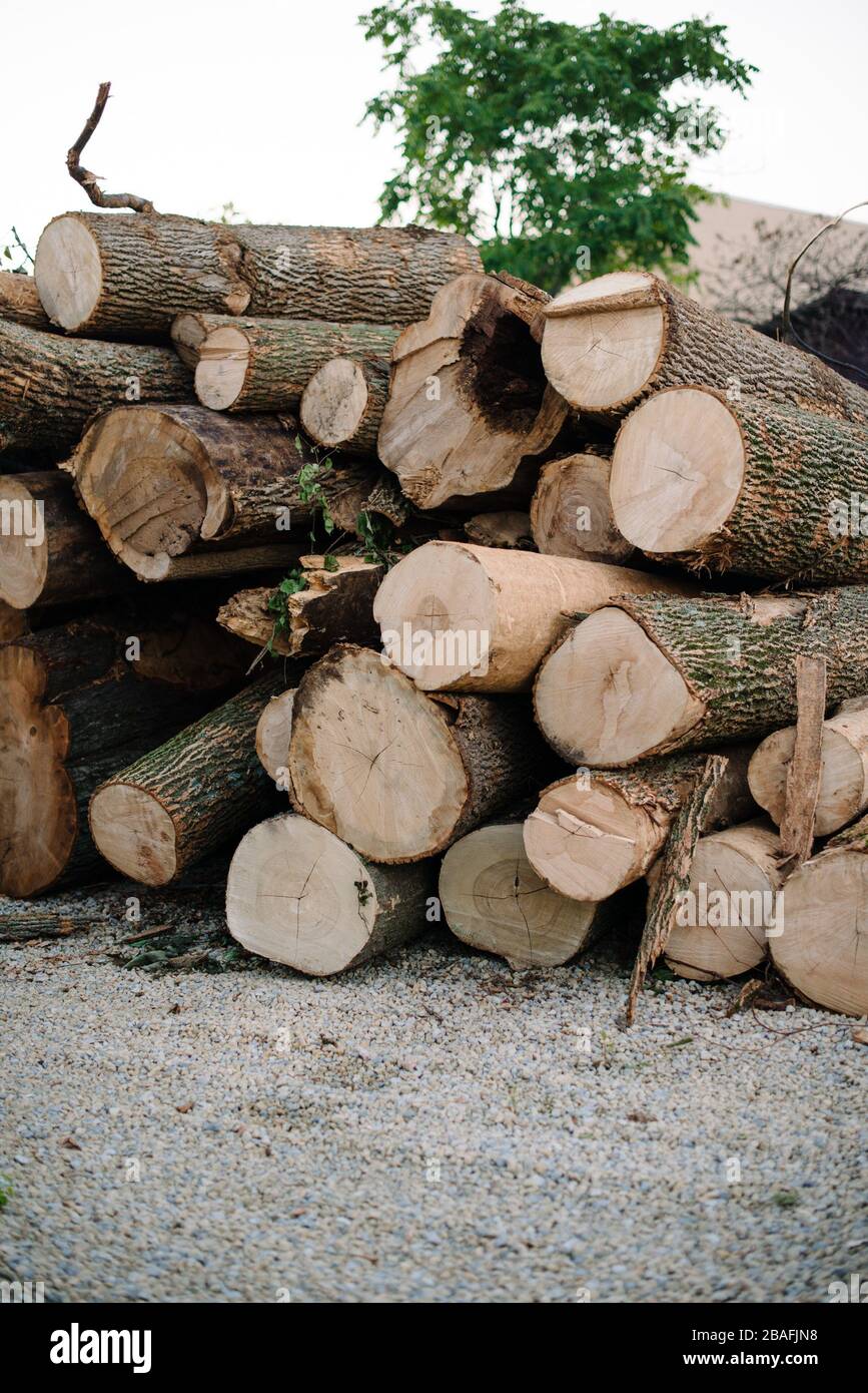 side view of a stack of newly cut down logs Stock Photo - Alamy