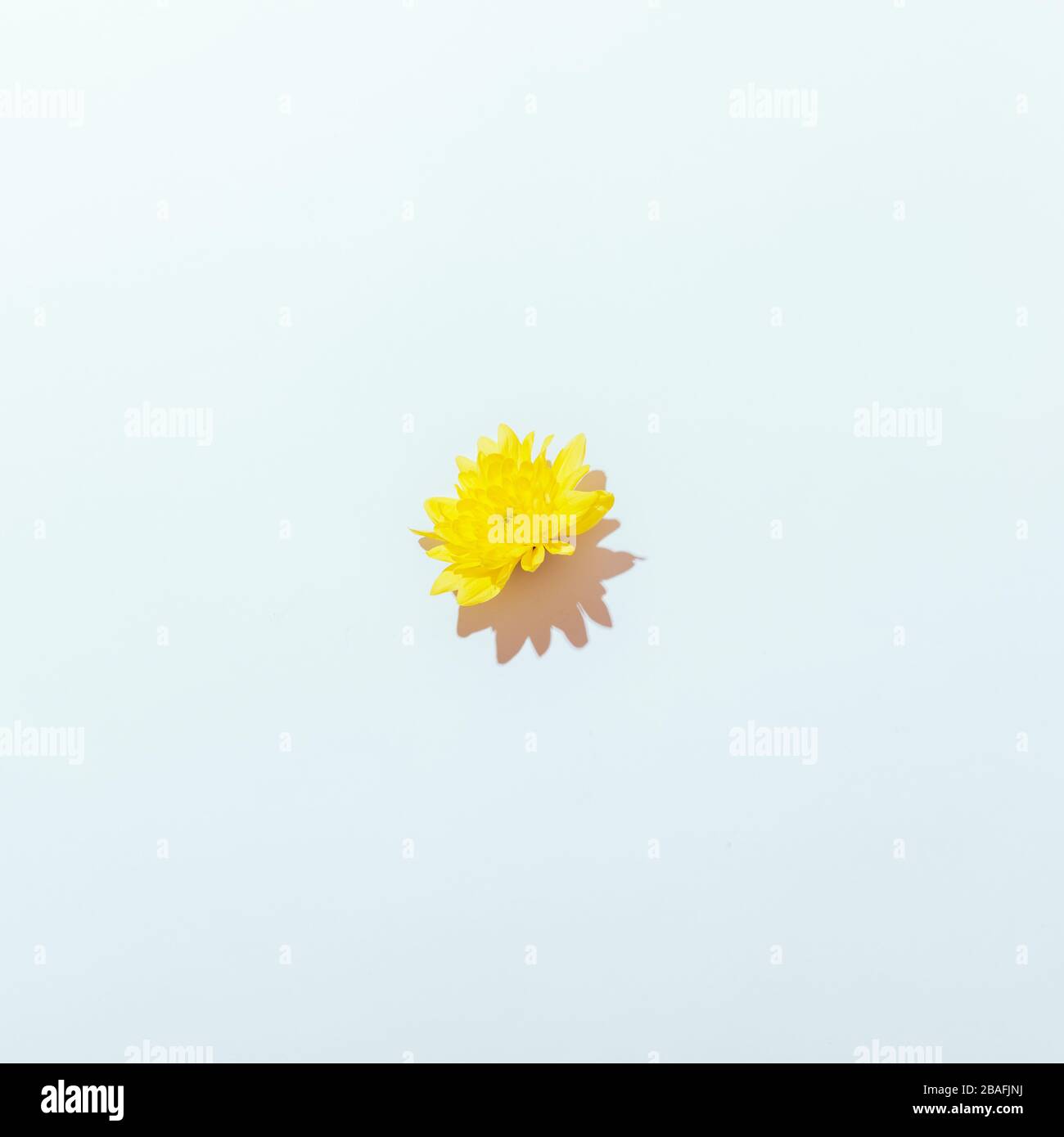 Yellow flower head on a white background, flat lay minimal composition ...