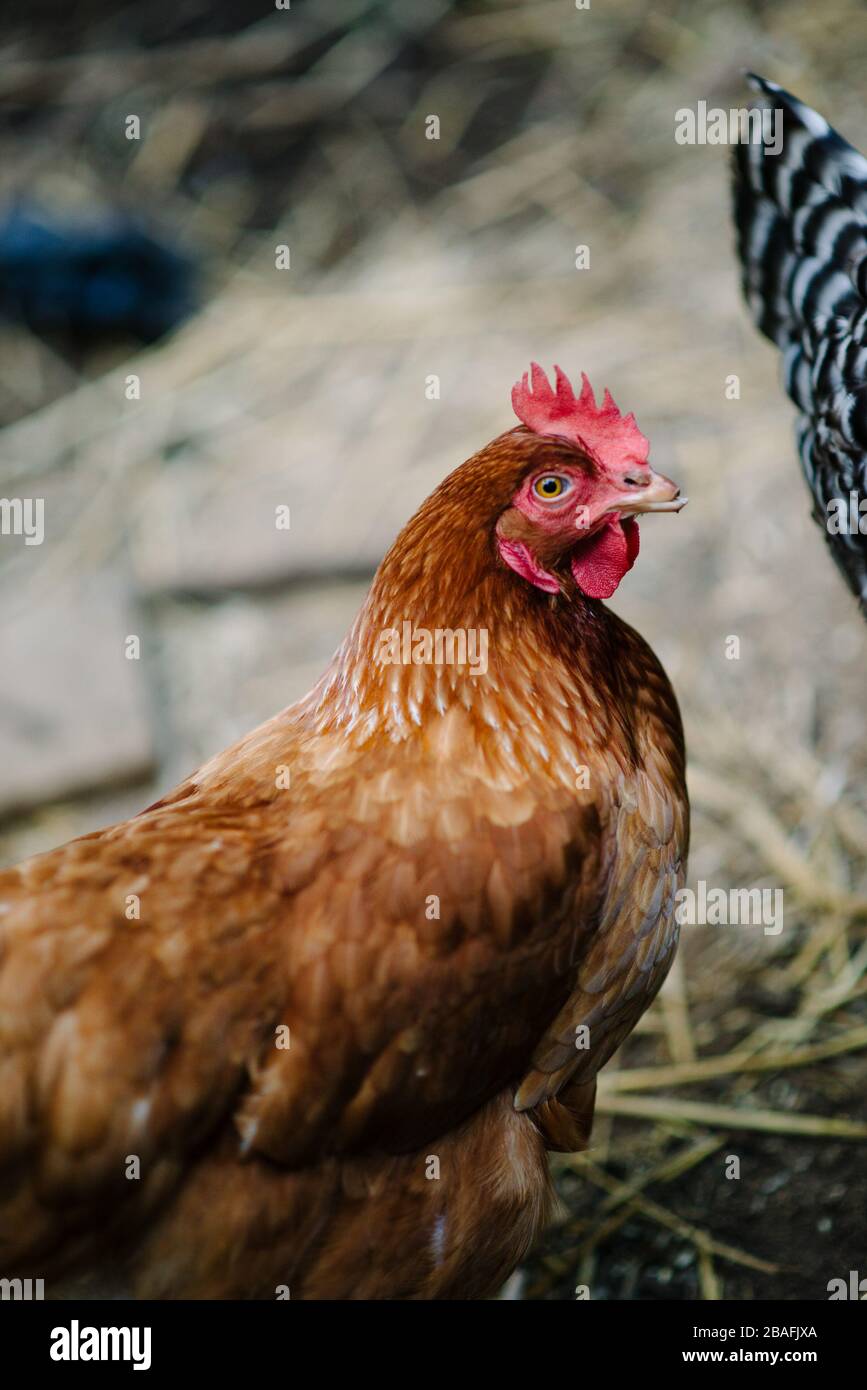 free range chicken outdoors Stock Photo - Alamy