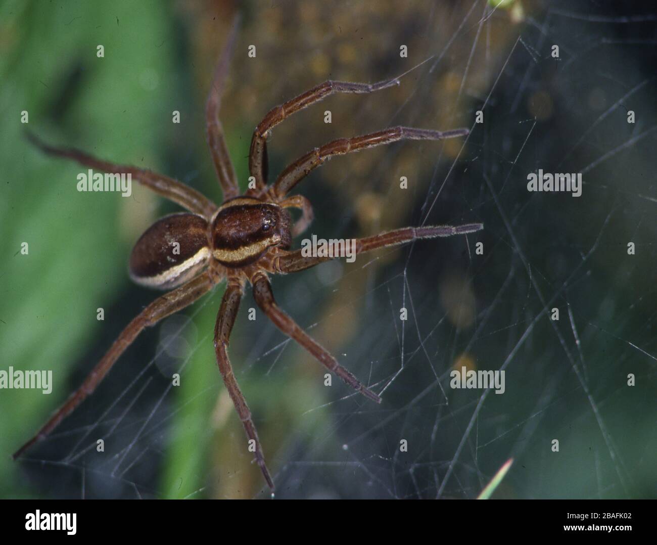 edged hunting spider in wait position Stock Photo - Alamy