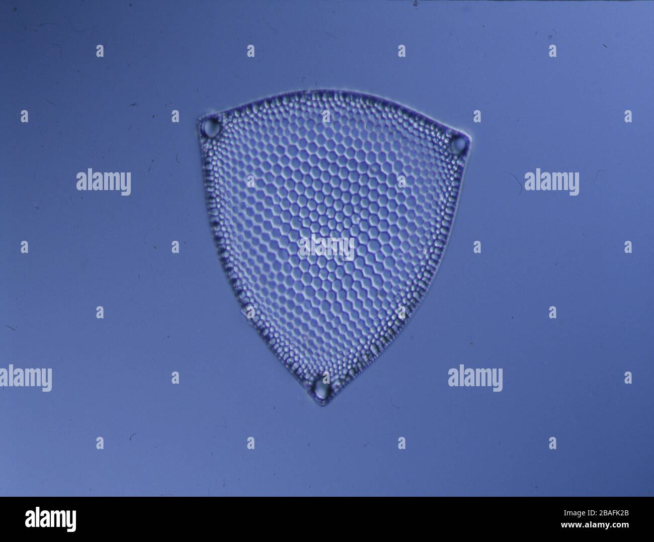 Diatoms from the sea under the microscope 100x Stock Photo - Alamy