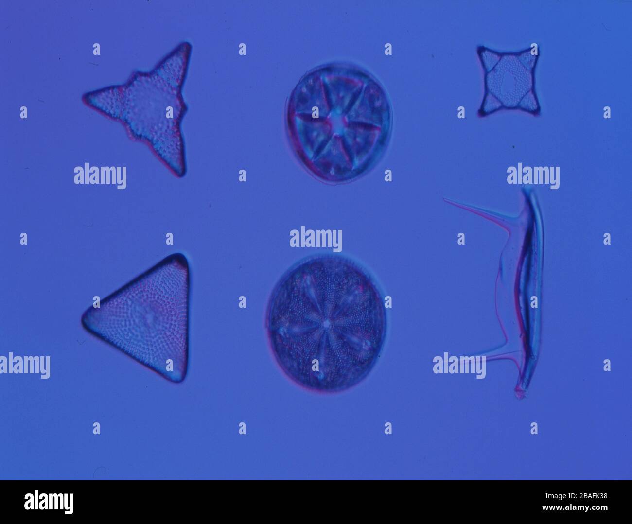 Diatoms from the sea under the microscope 100x Stock Photo - Alamy