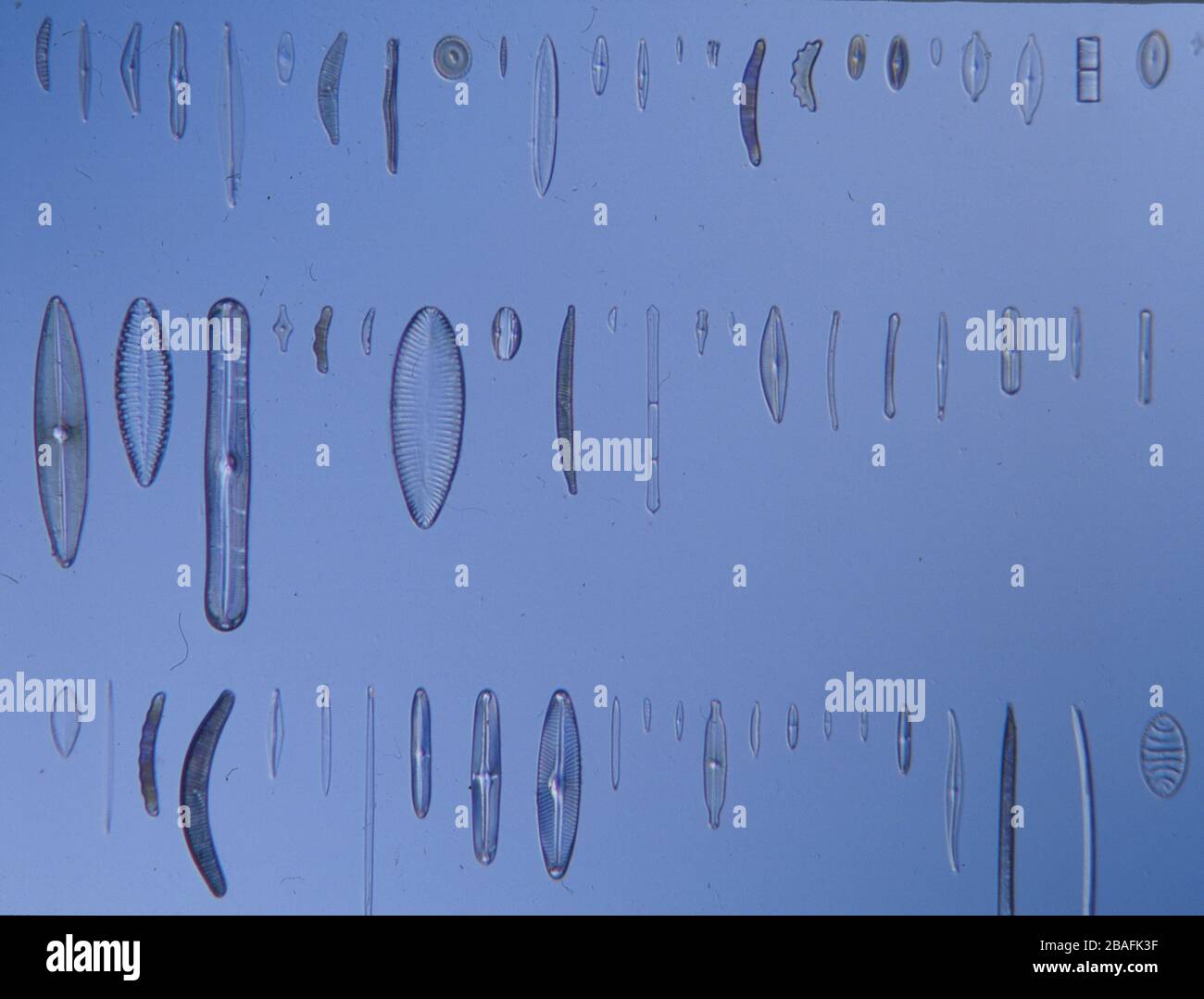 Diatoms from the sea under the microscope 100x Stock Photo - Alamy