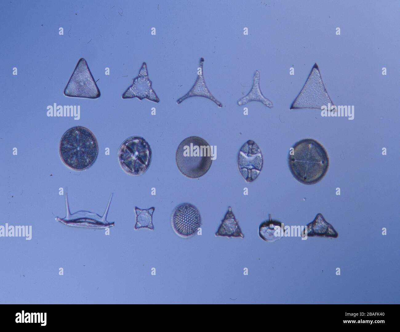 Diatoms from the sea under the microscope 100x Stock Photo - Alamy