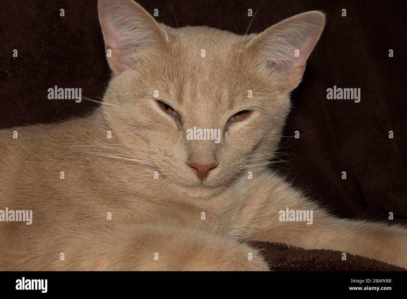 Cream tabby hi-res stock photography and images - Alamy