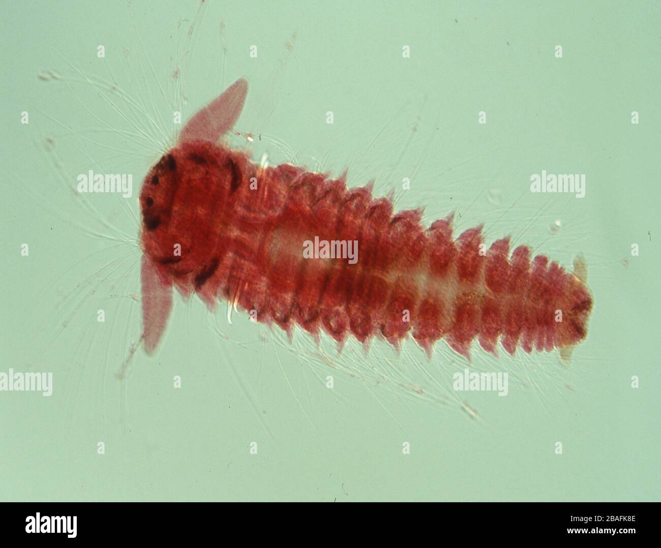red larva of a small crab Stock Photo - Alamy