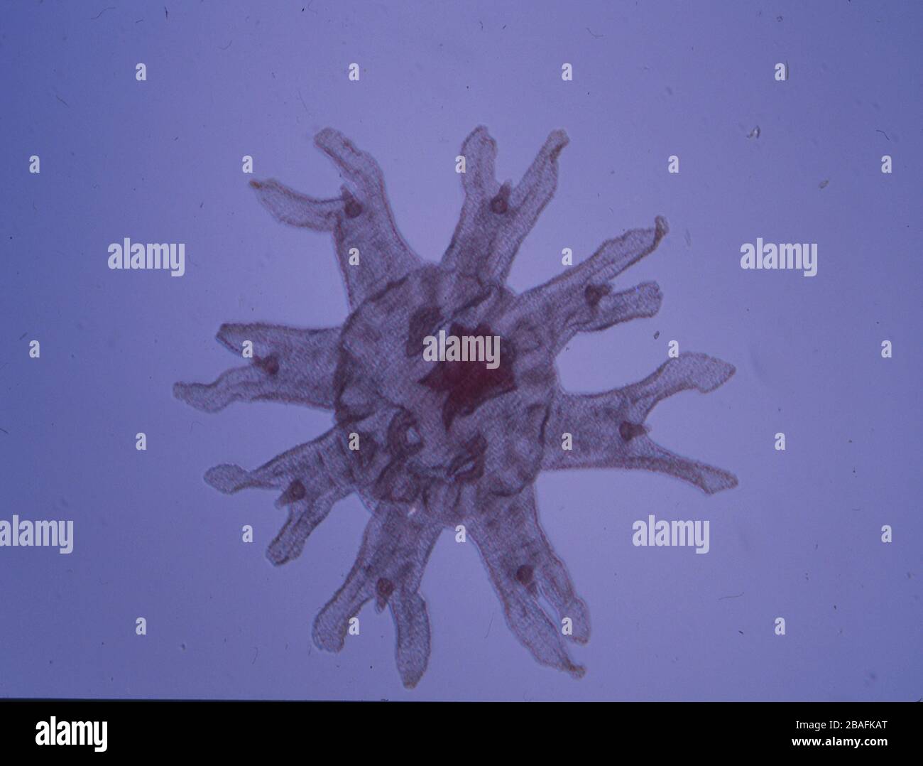 Medusa In water Stock Photo - Alamy