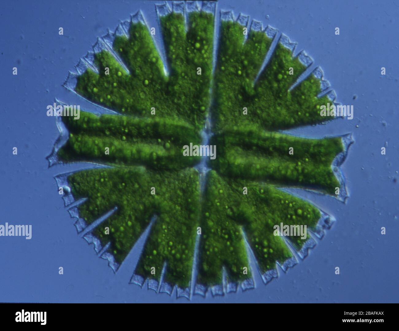 Ornamental algae Micrasterias in drops of water 100x Stock Photo - Alamy