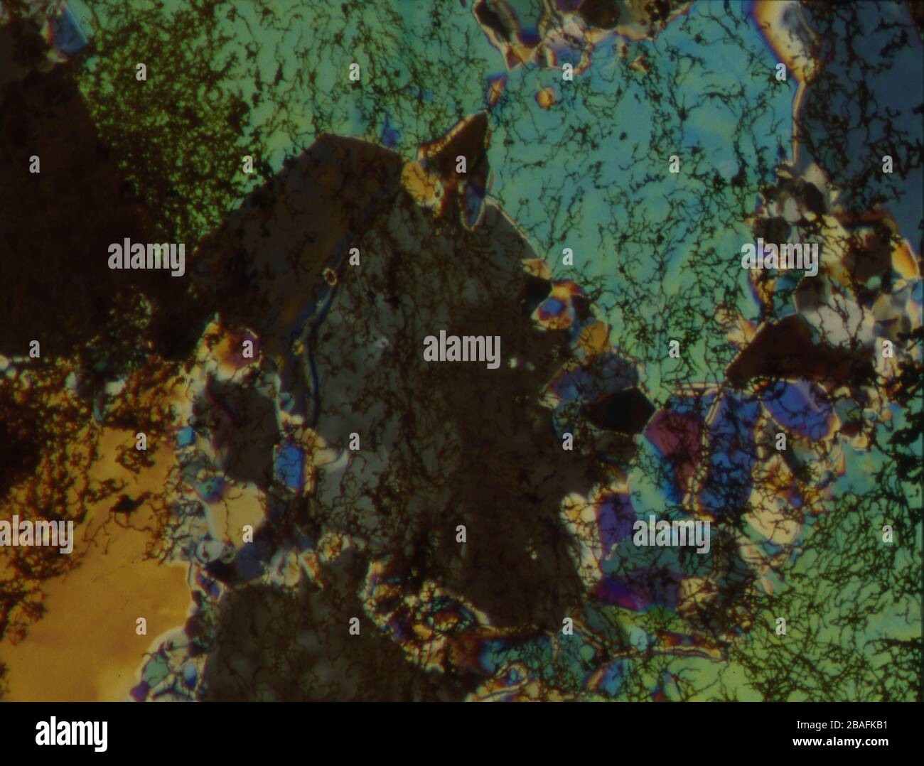 Dark field microscopy cells hi-res stock photography and images - Alamy