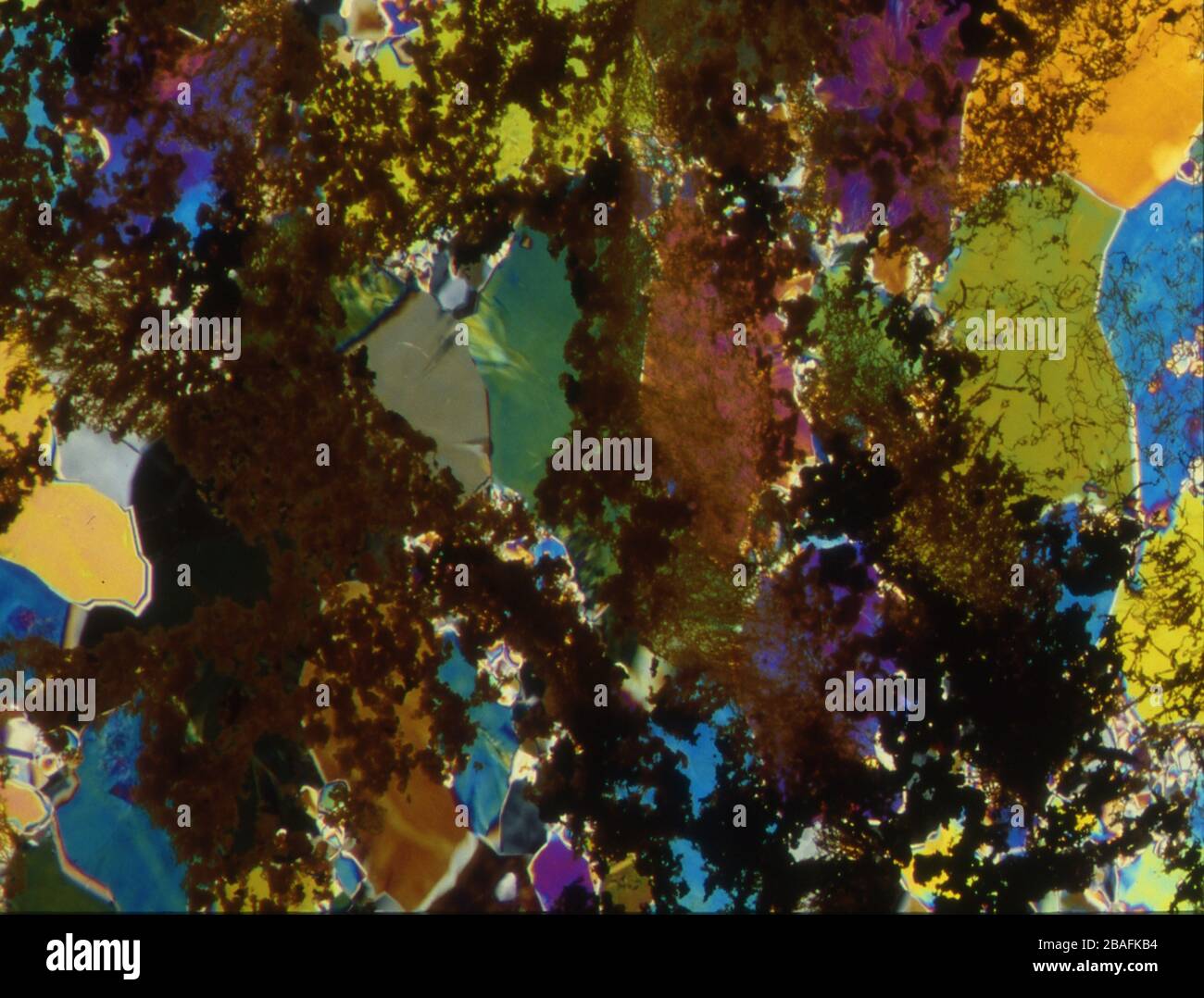 Enlarged sections hi-res stock photography and images - Alamy