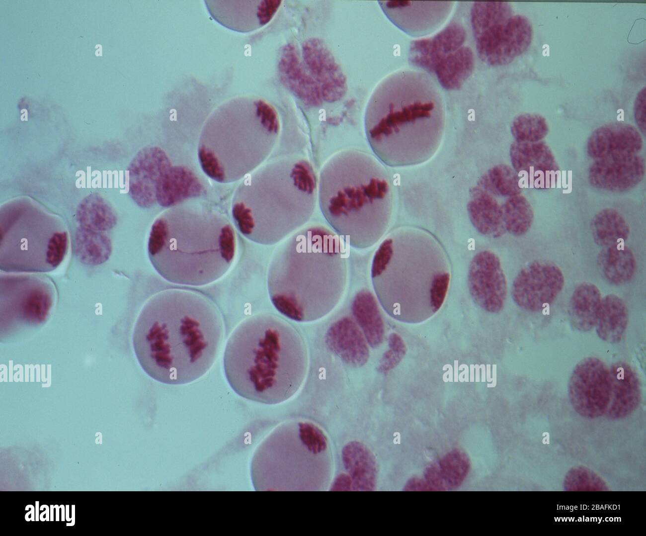 Chromosomes in the nucleus of a cell Stock Photo - Alamy