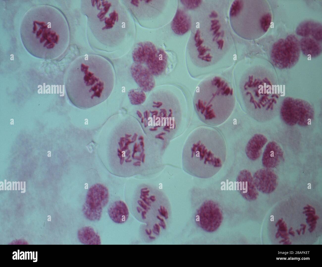 Chromosomes in the nucleus of a cell Stock Photo - Alamy