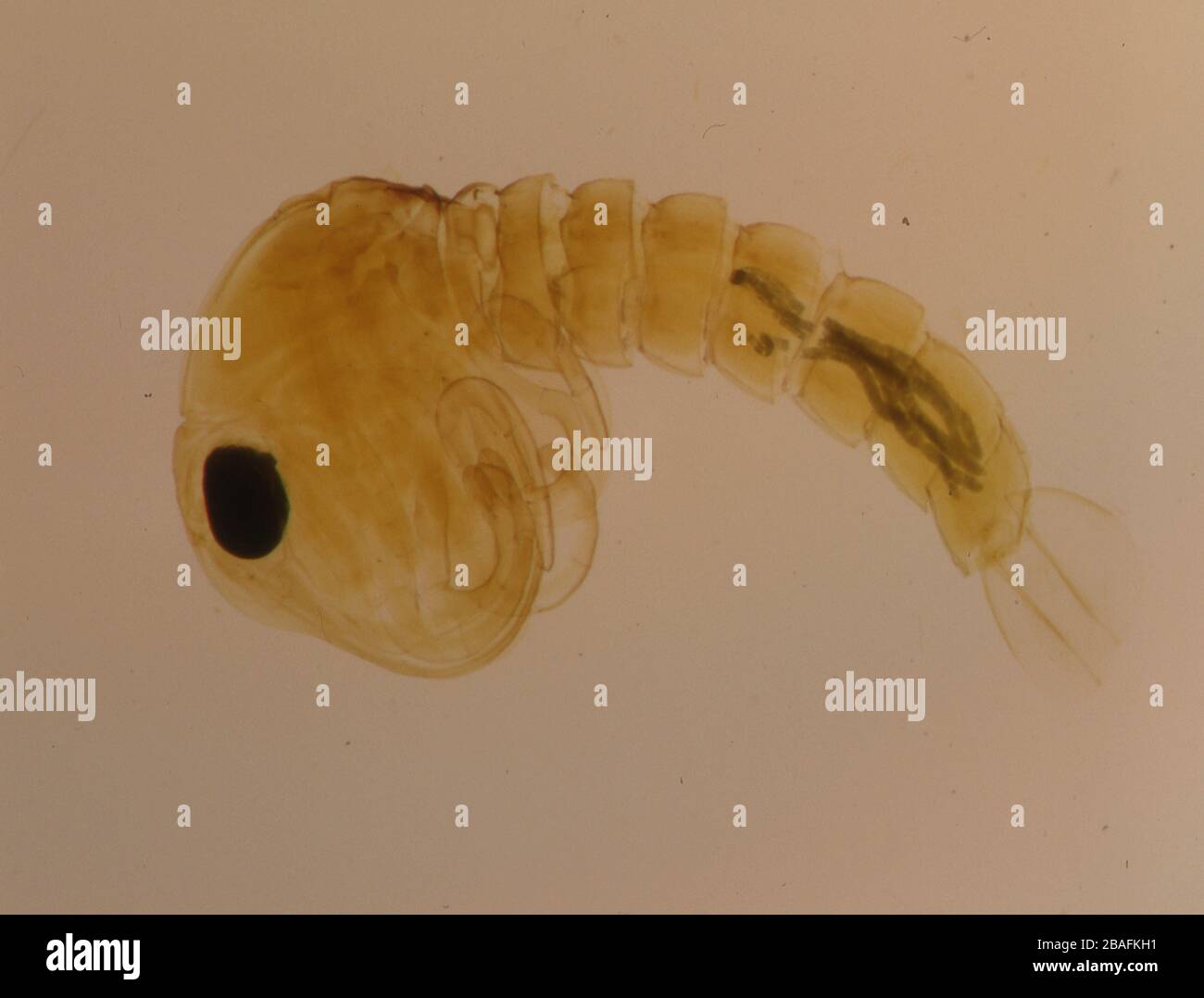 Mosquito larva swims in the water Stock Photo - Alamy