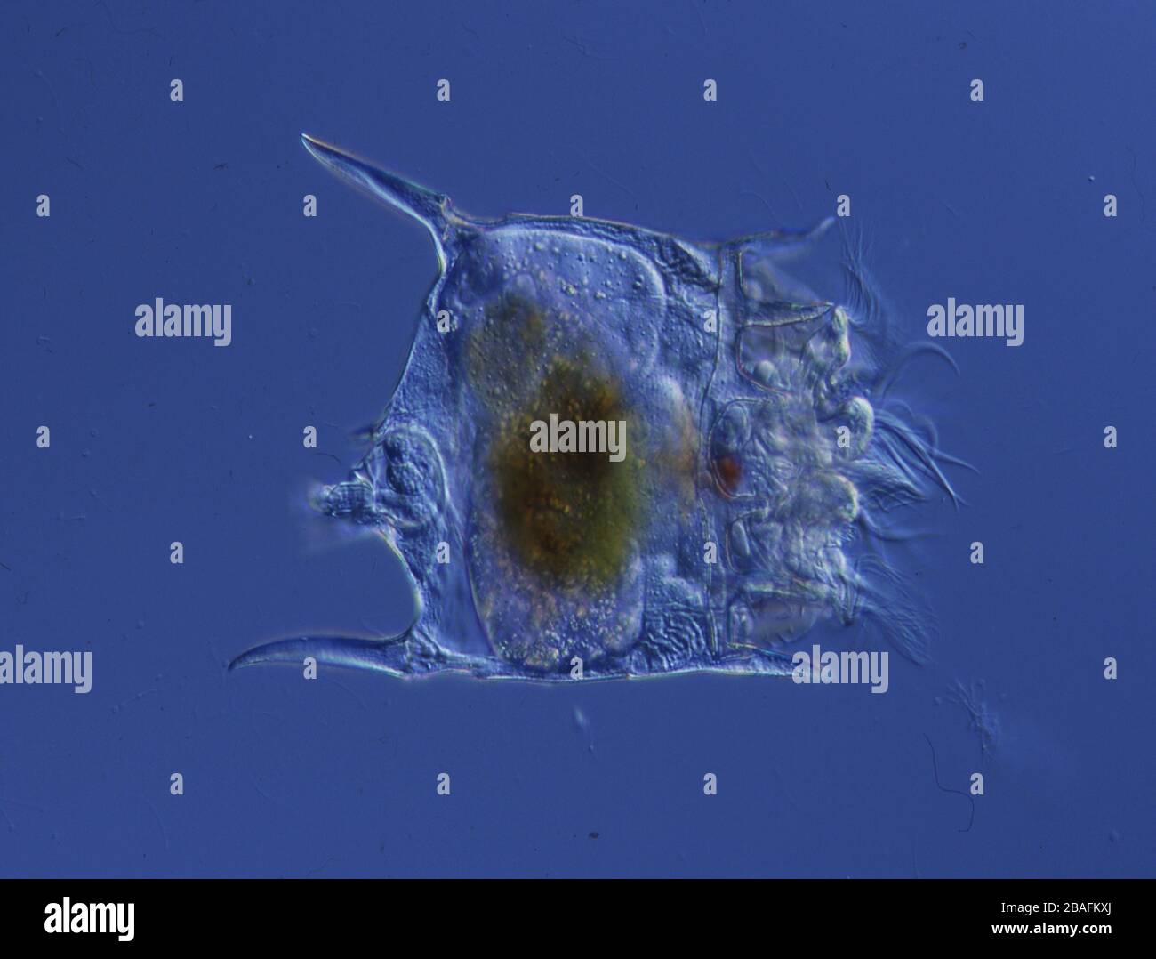 Rotary animals under the microscope in a drop of water 100x Stock Photo ...