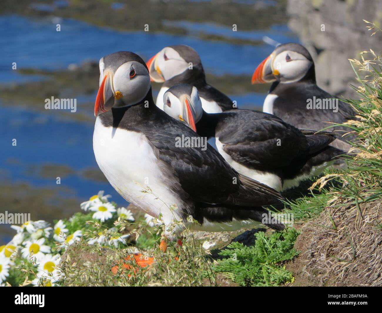 Four or group of puffin birds / puffins close-up sitting on meadow with ...