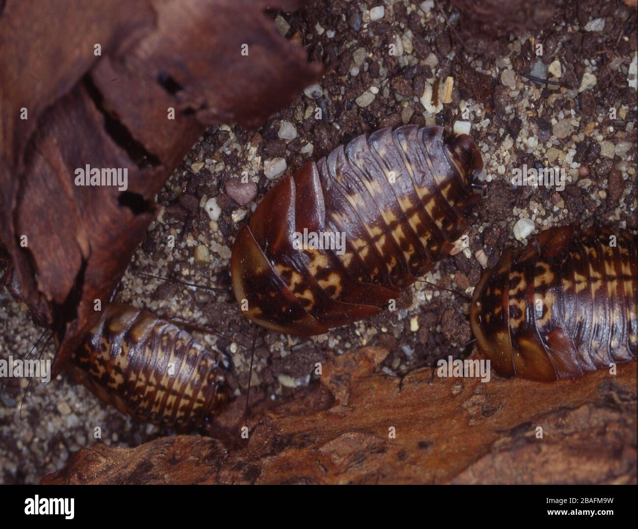 Giant cockroaches hi-res stock photography and images - Alamy