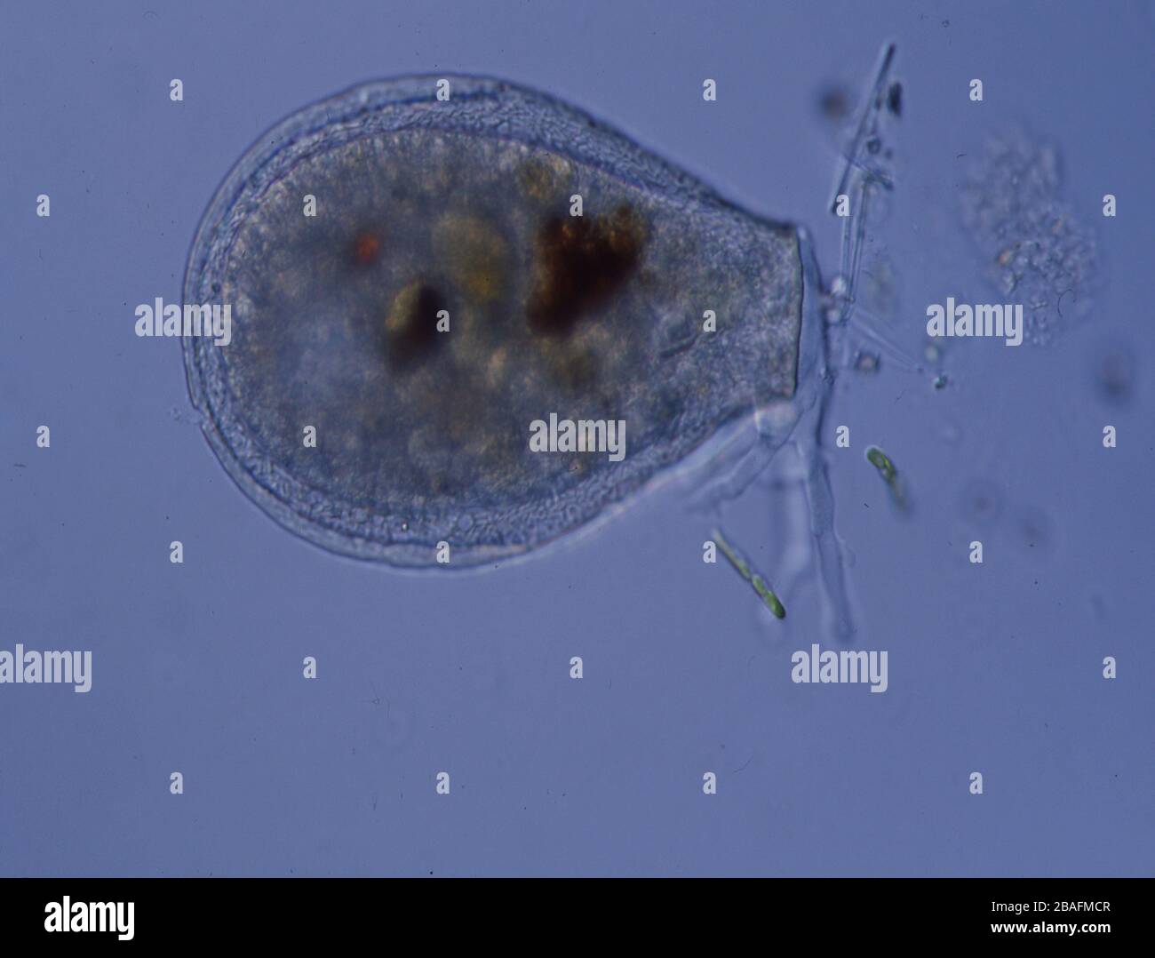 Amoeba shell hi-res stock photography and images - Alamy