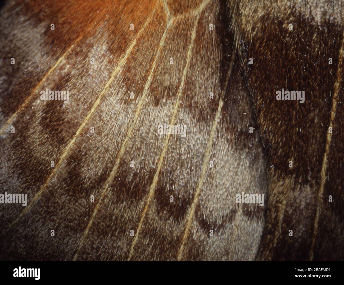 Enlarged wings hi-res stock photography and images - Alamy