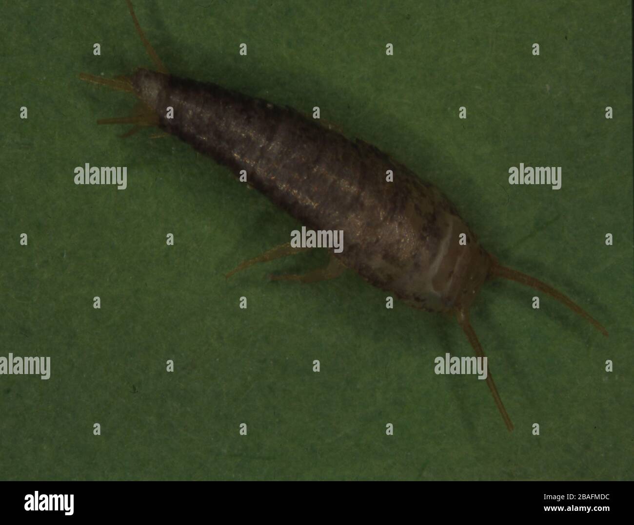 Silverfish with antennae as vermin in the apartment Stock Photo - Alamy