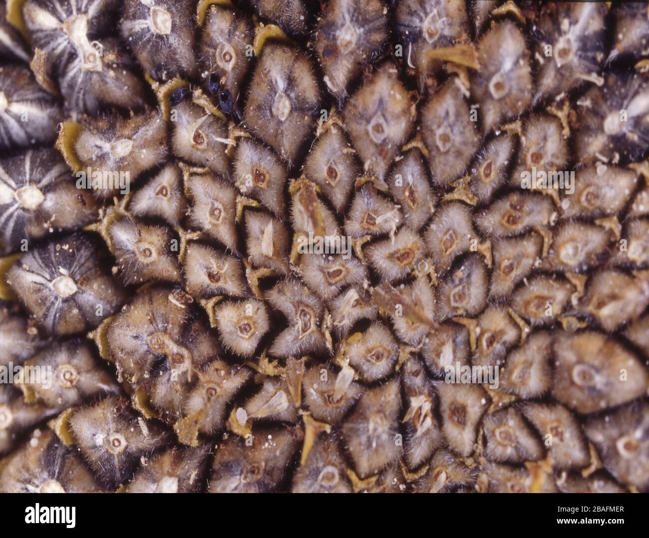 Sunflower bloom with ripe seeds Stock Photo - Alamy