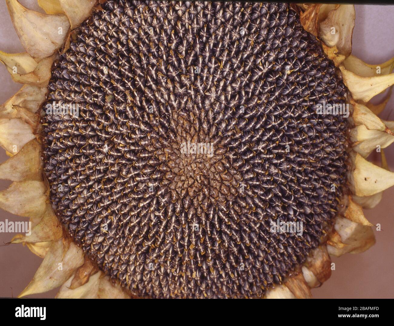 Sunflower bloom with ripe seeds Stock Photo - Alamy