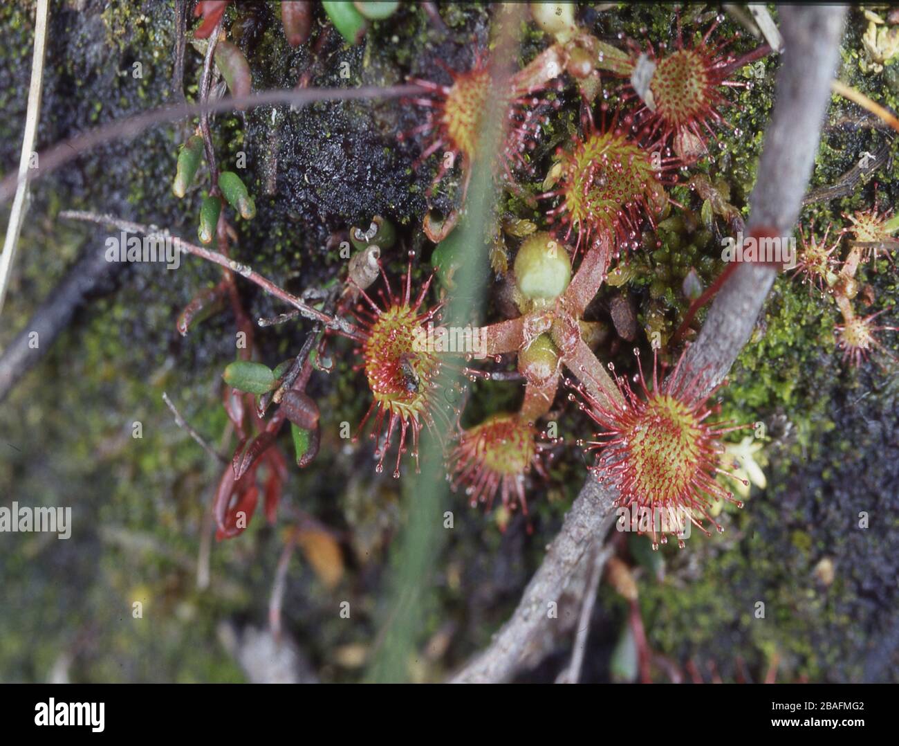Carnivorous sundew plant in the bog Stock Photo - Alamy