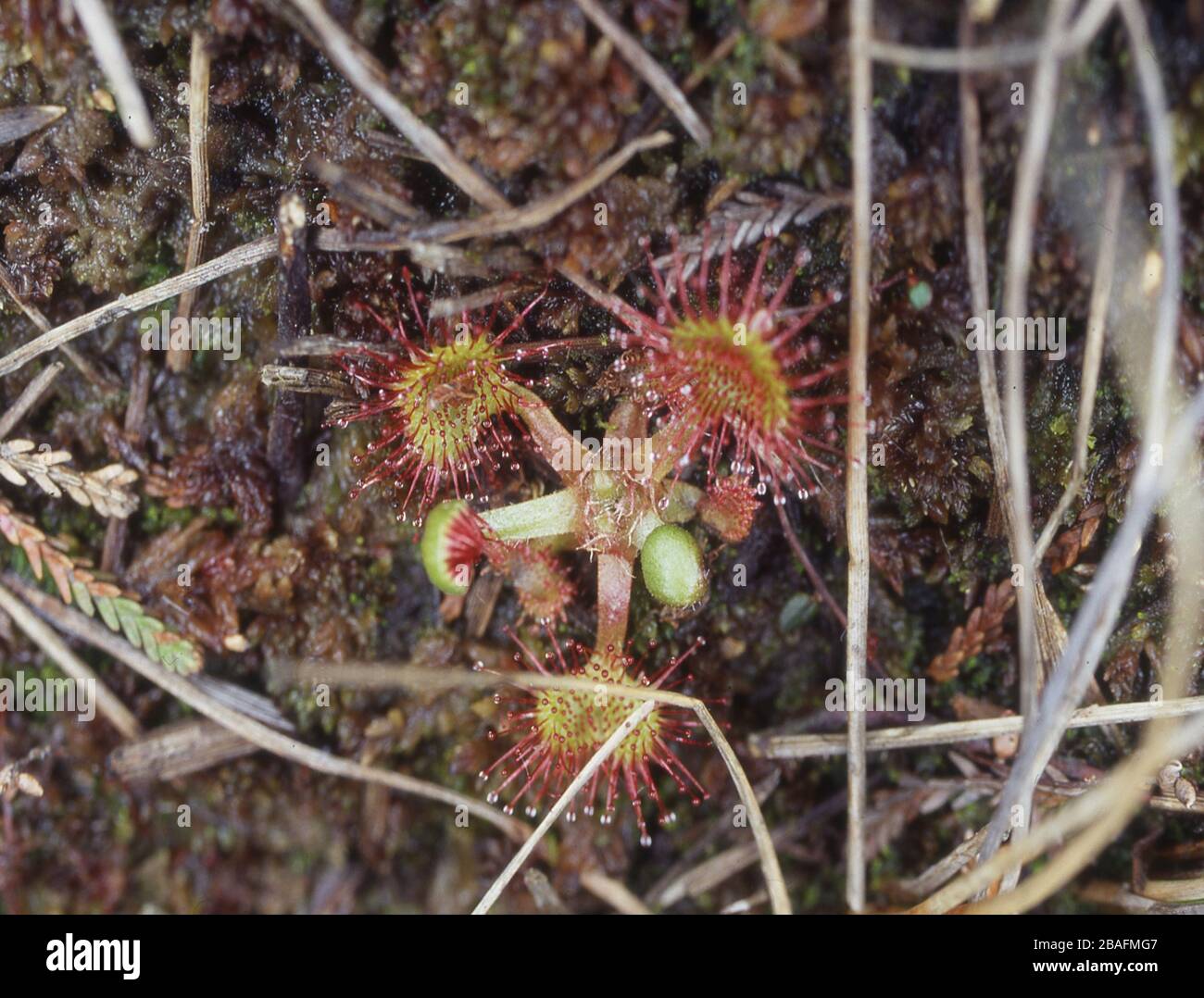 Carnivorous sundew plant in the bog Stock Photo - Alamy
