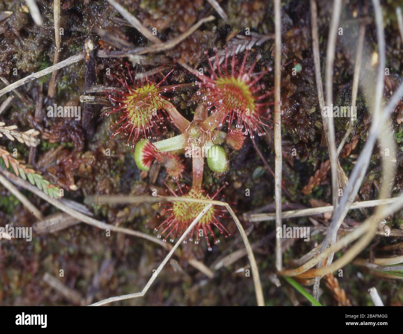 Carnivorous sundew plant in the bog Stock Photo - Alamy