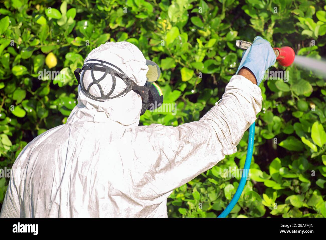 Spray pesticides, pesticide on fruit lemon in growing agricultural ...