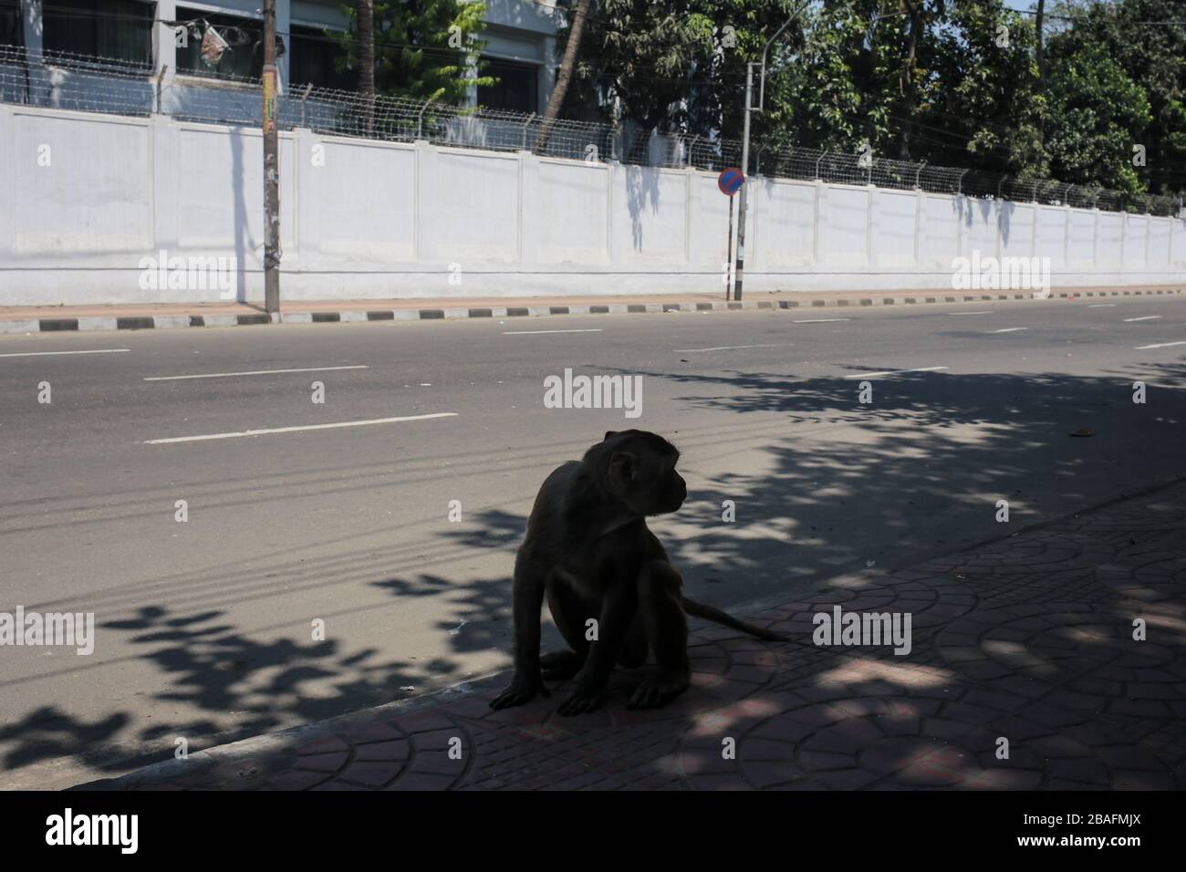 Monkey 44 hi-res stock photography and images - Alamy